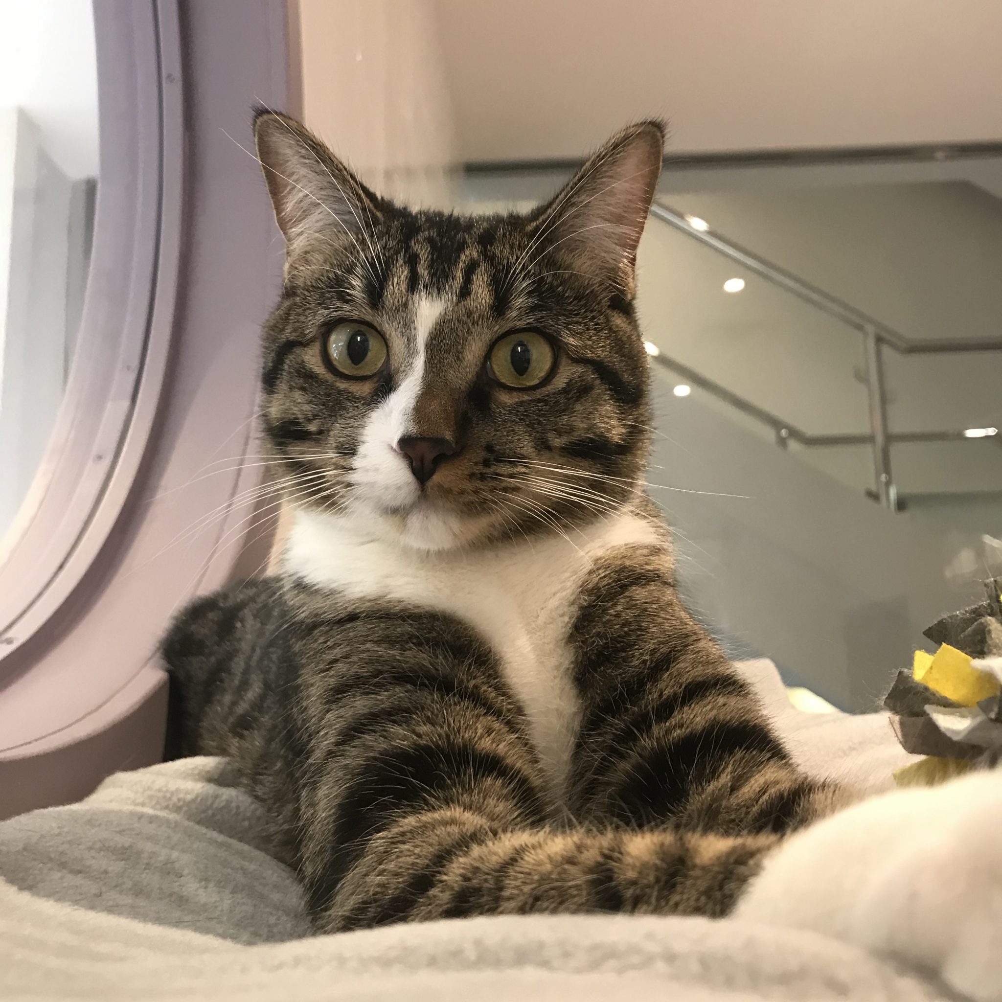 Cat Boarding in Calgary AB - The Petropolitan