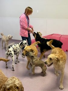 Quality Dog Daycare in Calgary AB - The Petropolitan