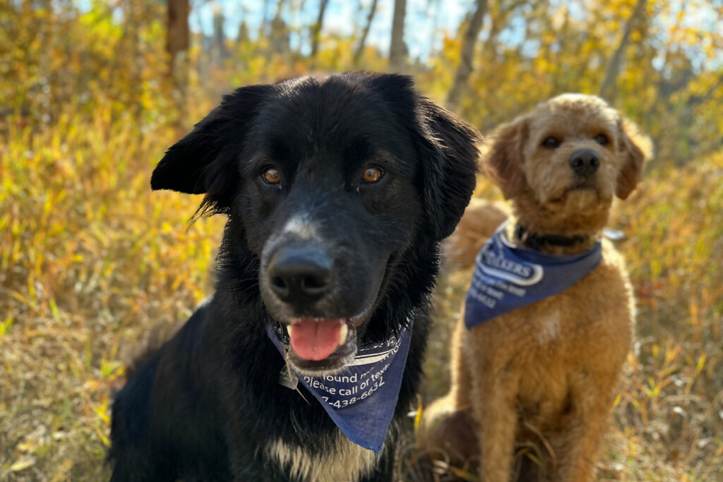 Dog Walking - The Petropolitan