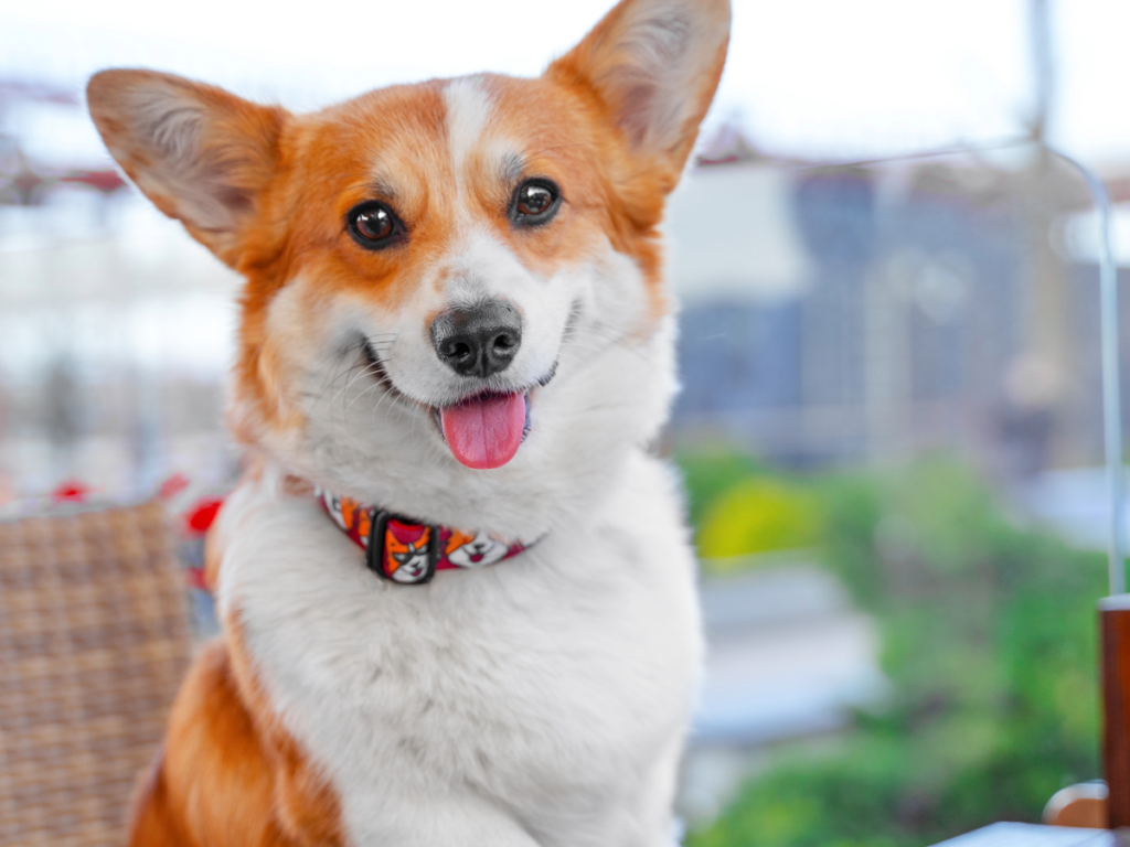 Blog - The Petropolitan