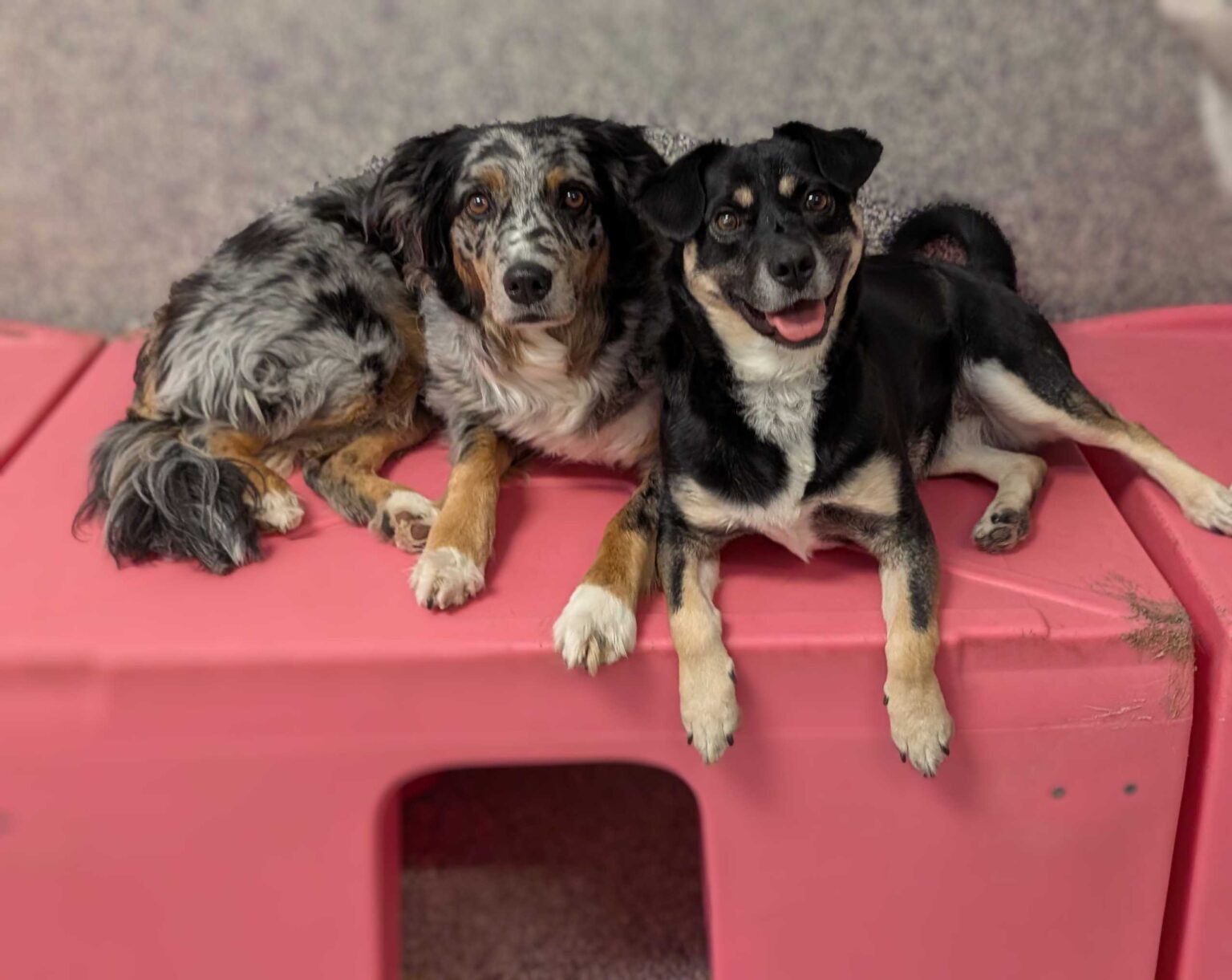 Quality Dog Daycare in Calgary AB - The Petropolitan