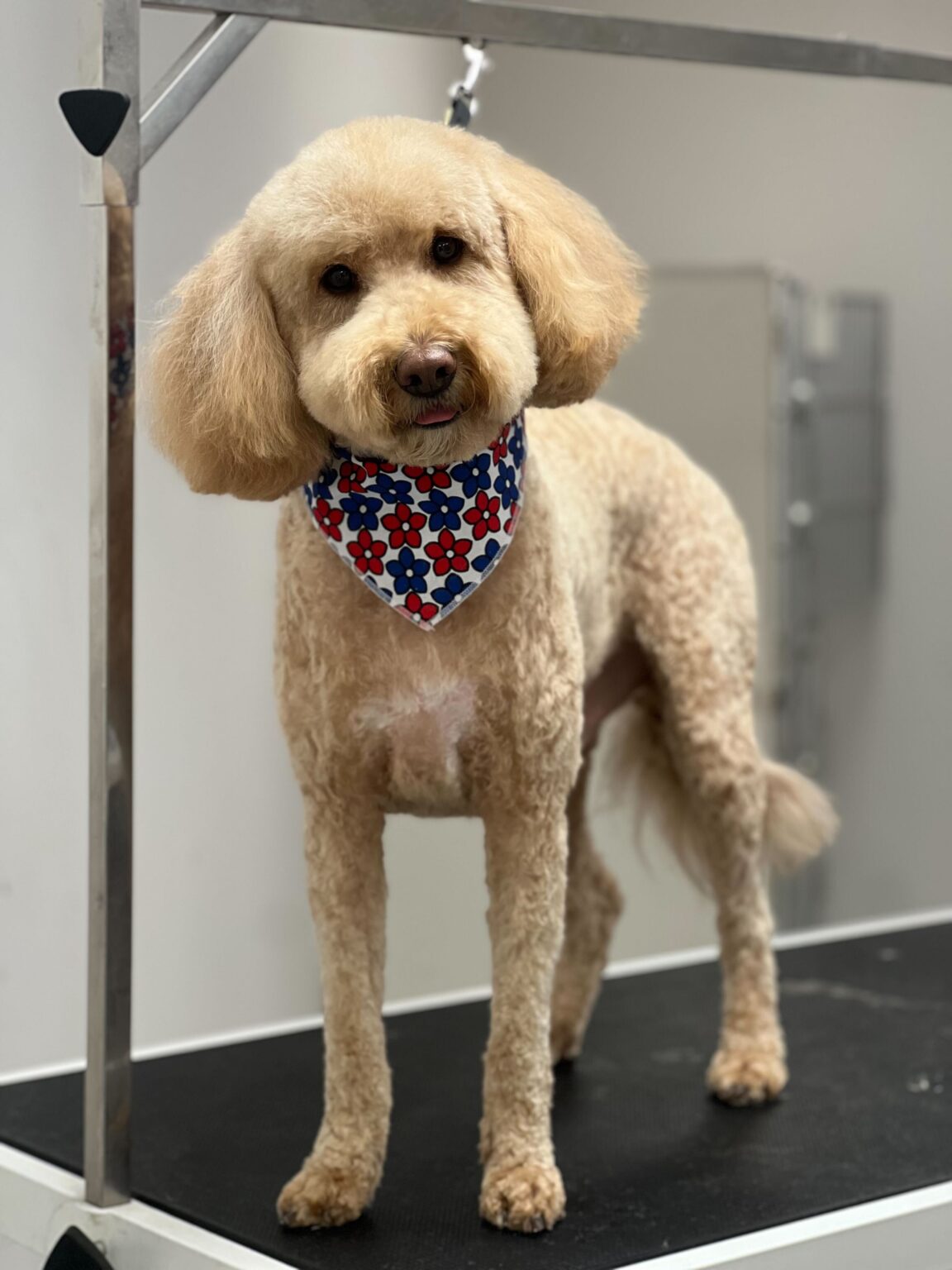 Pet Grooming and Spa in Calgary AB - The Petropolitan