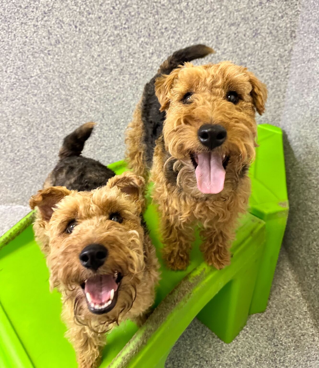 Luxury Dog Boarding in Calgary AB - The Petropolitan