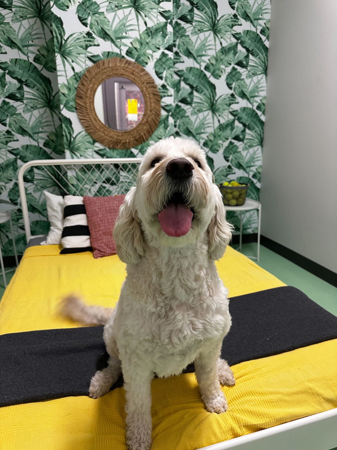 Luxury Dog Boarding in Calgary AB - The Petropolitan